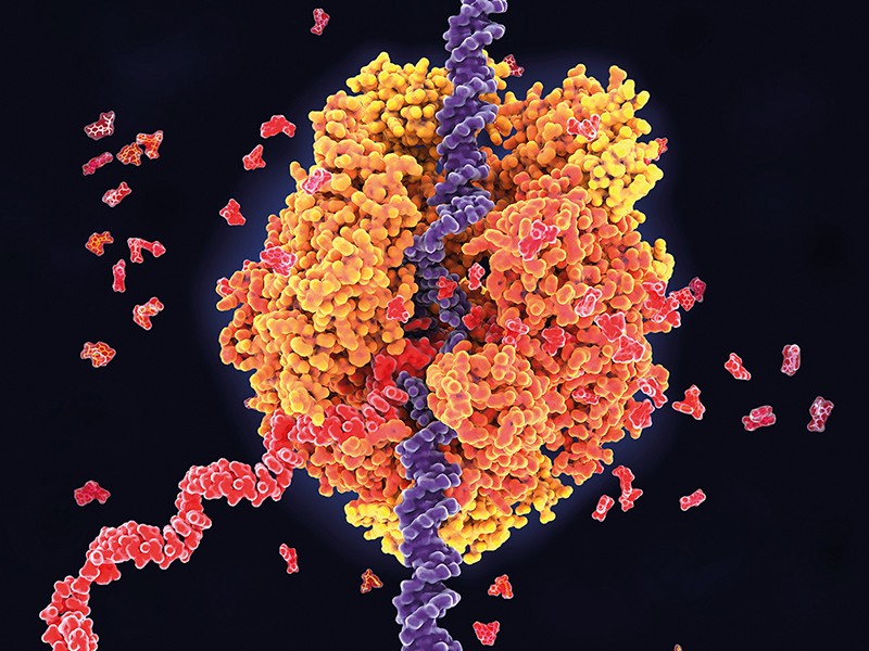 Research – The Zhu Lab